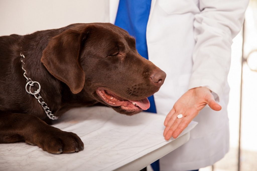 Parasite Control in North Richland Hills | Cornerstone Animal Hospital